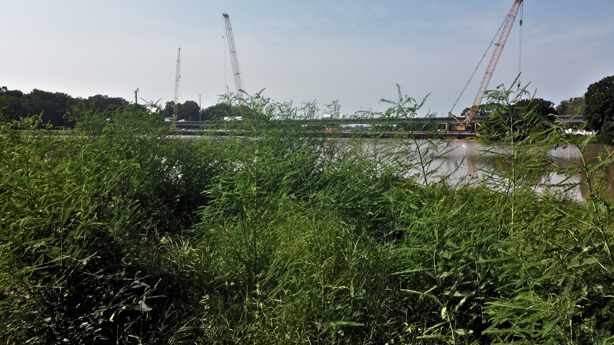 What’s with the overgrown shorelines? Here’s the latest on the ...