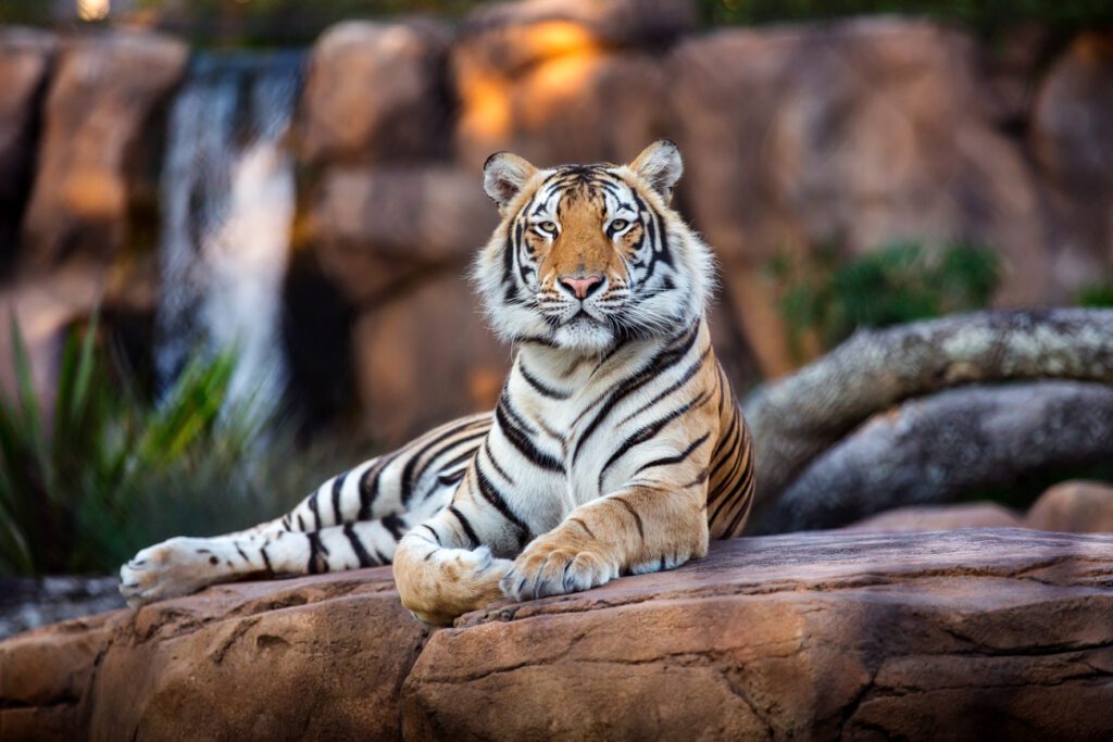 See free museums, history and a live tiger on LSU and Southern's local ...