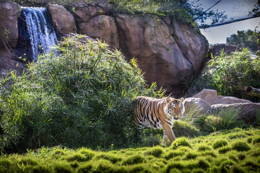 Mike the Tiger’s $3 million habitat has displayed a fierce commitment ...