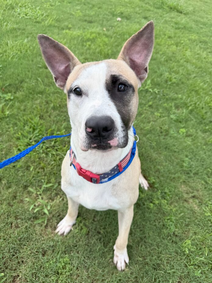 Man's best friend: Meet 13 adoptable dogs in Baton Rouge - [225]