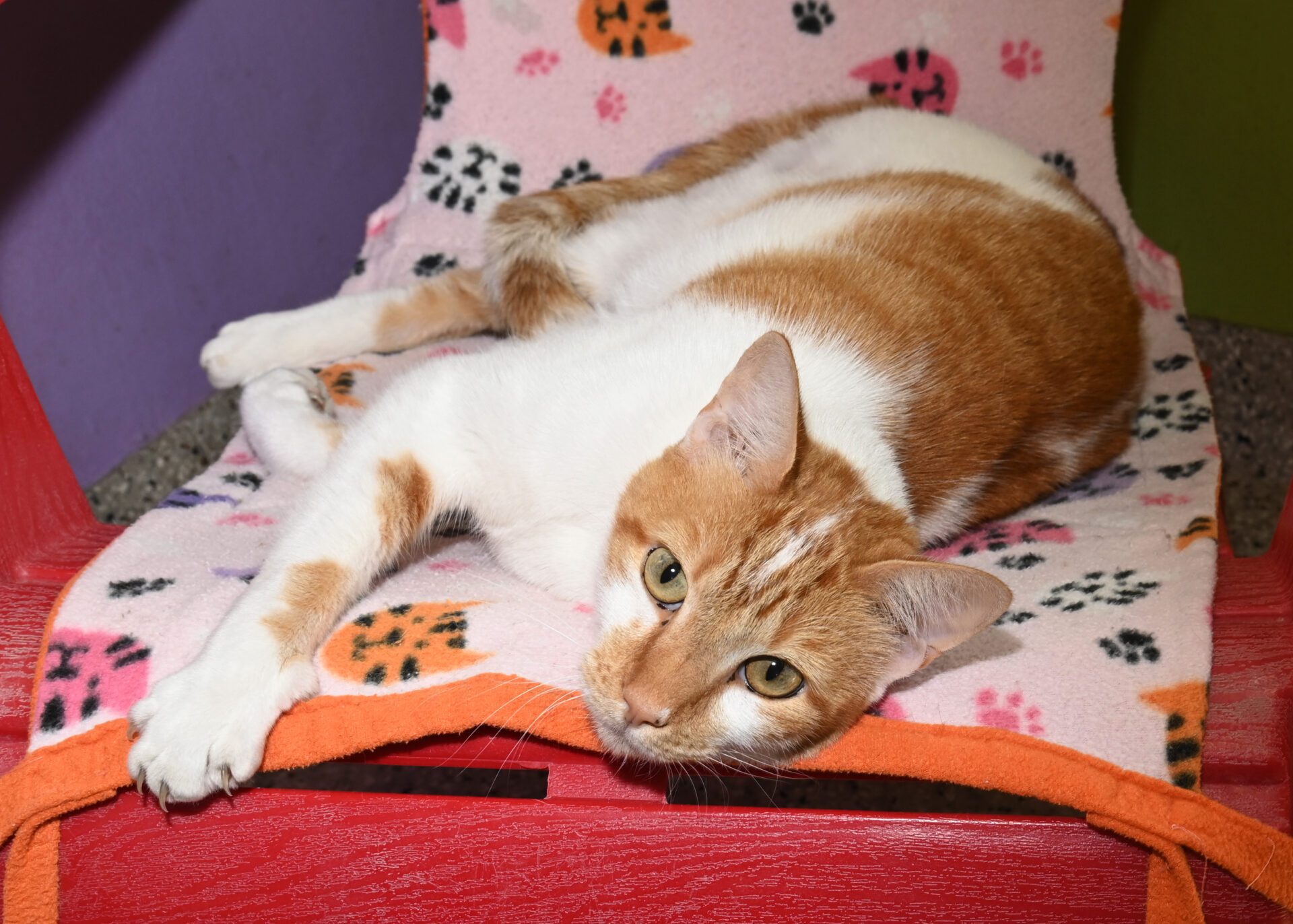 Meet these 14 adoptable cats in the Capital Region - [225]