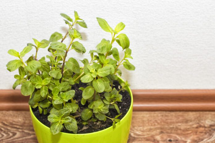 Things to do this week in Baton Rouge: A job fair, a Master Gardeners ...
